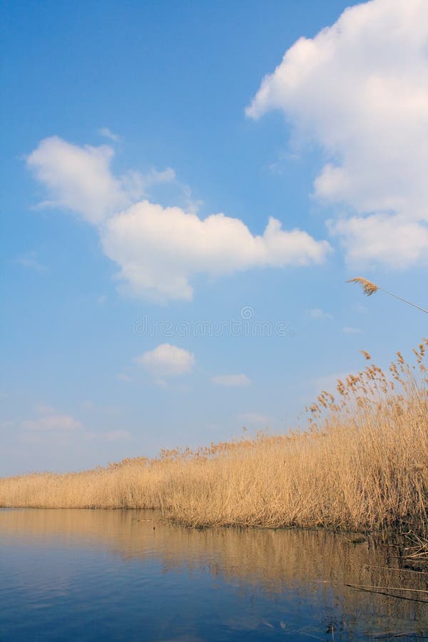 Dry reed stock image. Image of landscape, brown, rush - 19216255