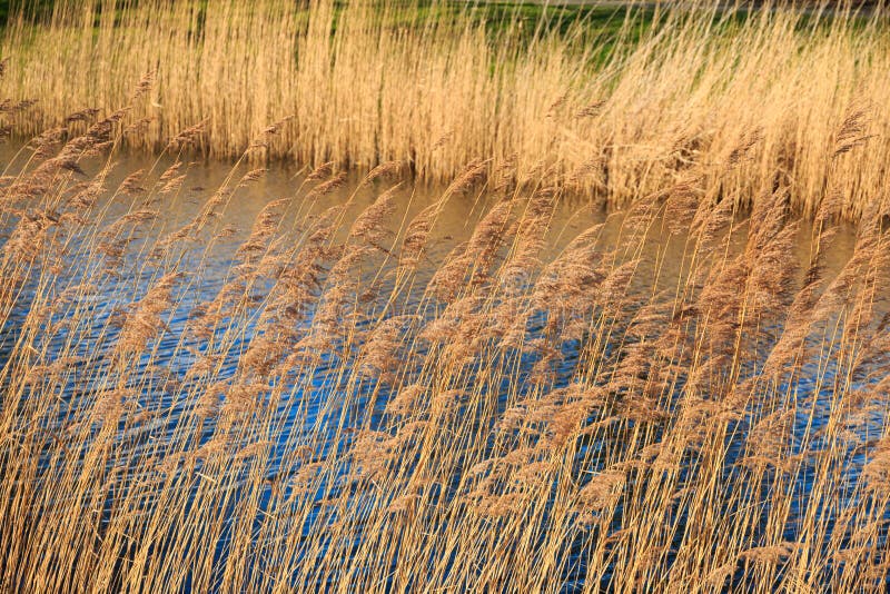 Dry Reed Along Rippling Water Stock Photos - Free & Royalty-Free Stock ...