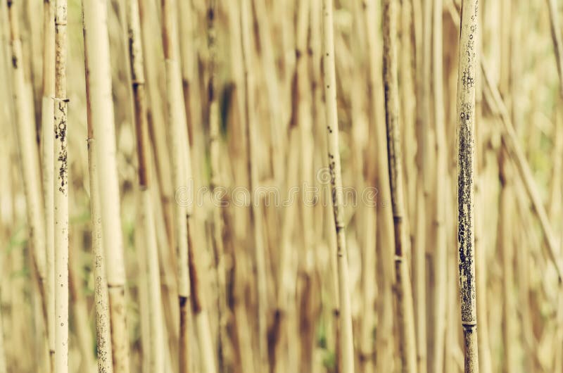Dry reed background stock image. Image of backdrop, reed - 88190963