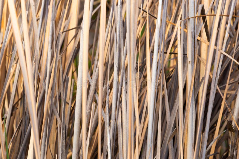 Dry Reed Background, Dry Grass Texture. Selective Focus Stock Photo ...