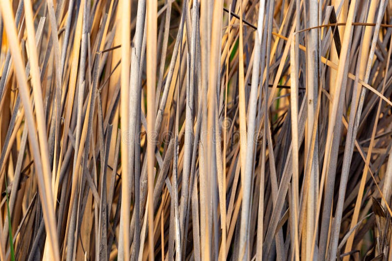 Dry Reed Background, Dry Grass Texture. Selective Focus Stock Image ...