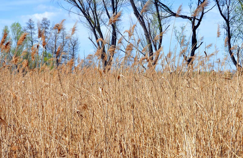 Dry Reed on a Background of Tall Trees Stock Photo - Image of field ...