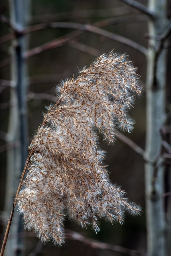 Dry Reed in the Background of Two Tree Trunks Stock Photo - Image of ...