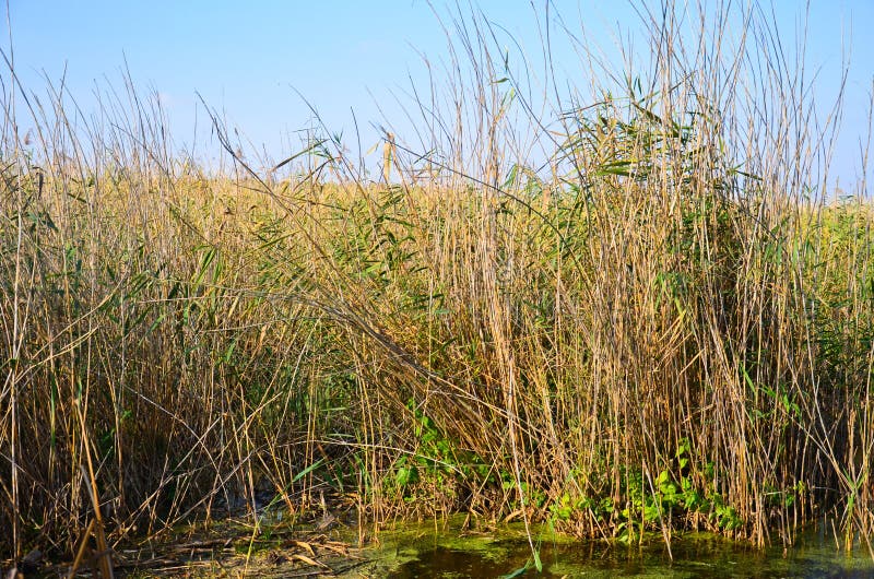 Dry Reed on a Bank of the Lake on Autumn Stock Image - Image of lake ...