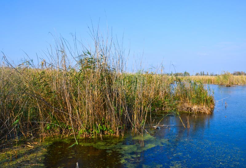 Dry Reed on a Bank of the Lake on Autumn Stock Image - Image of leaf ...