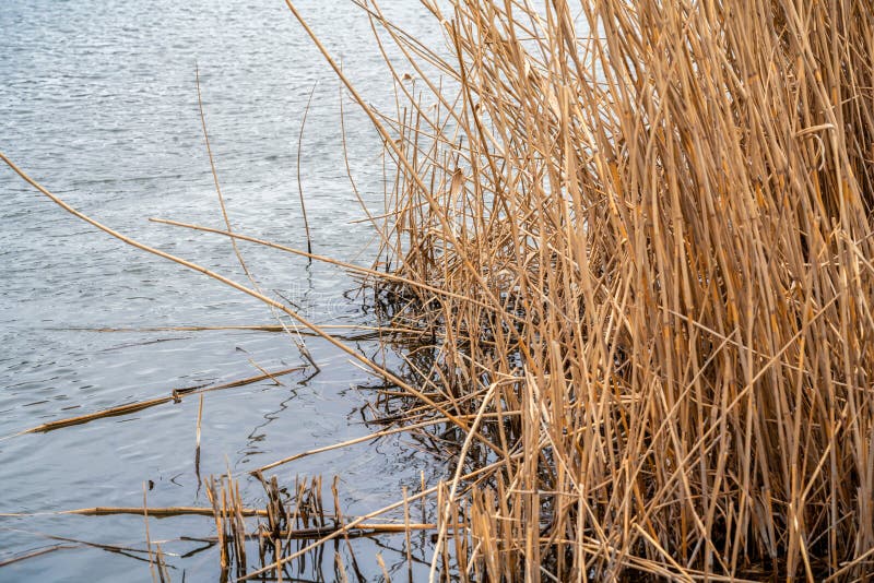 Dry Reed Bending Over the Water Stock Image - Image of lake, landscape ...