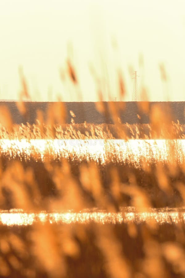Dry Reed Bending Over the Water. Sunset on the River Stock Photo ...