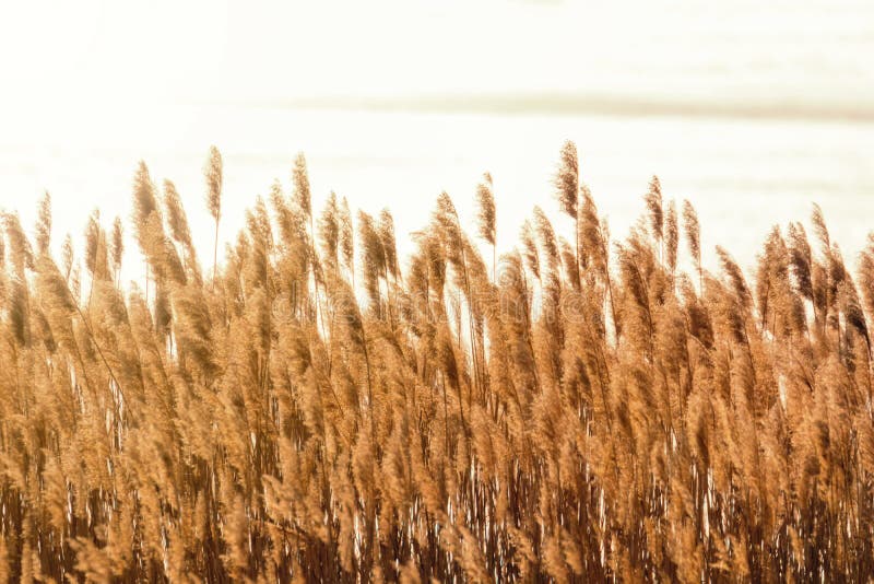 Dry Reed Bending Over the Water. Sunset on the River Stock Photo ...
