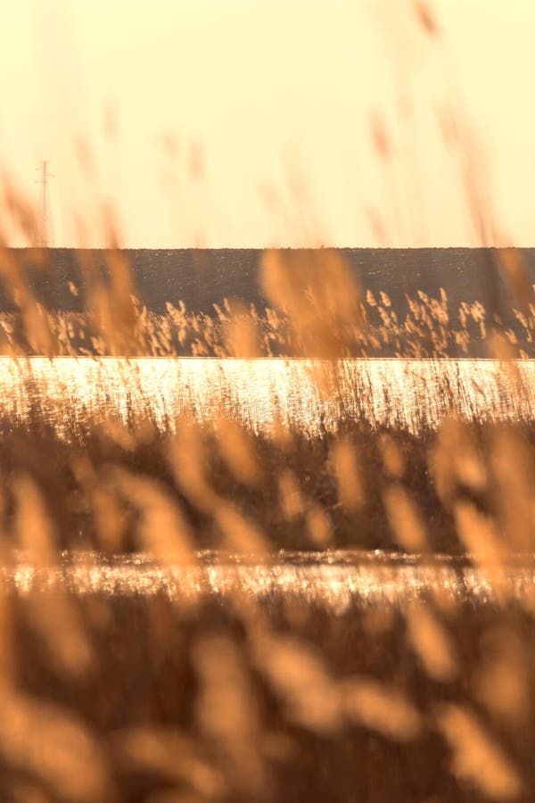 Dry Reed Bending Over the Water. Sunset on the River Stock Photo ...