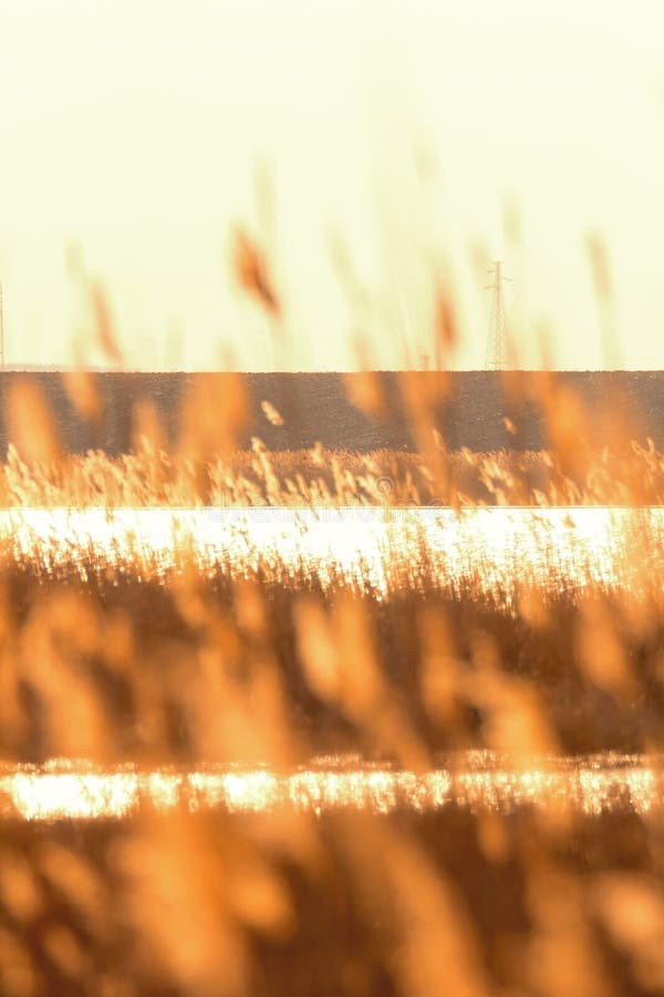 Dry Reed Bending Over the Water. Sunset on the River Stock Photo ...