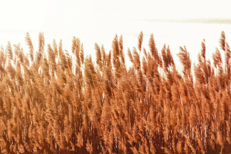 Dry Reed Bending Over the Water. Sunset on the River Stock Image ...