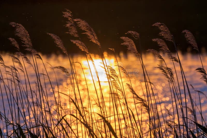 Dry Reed Bending Over the Water. Sunset on the River Stock Image ...