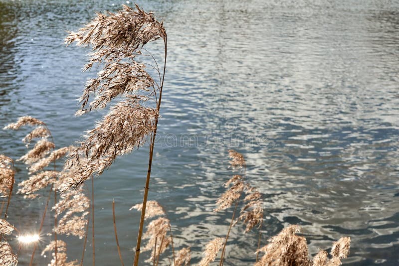 Dry Reed Bending Over the Water Stock Photo - Image of fall, autumn ...