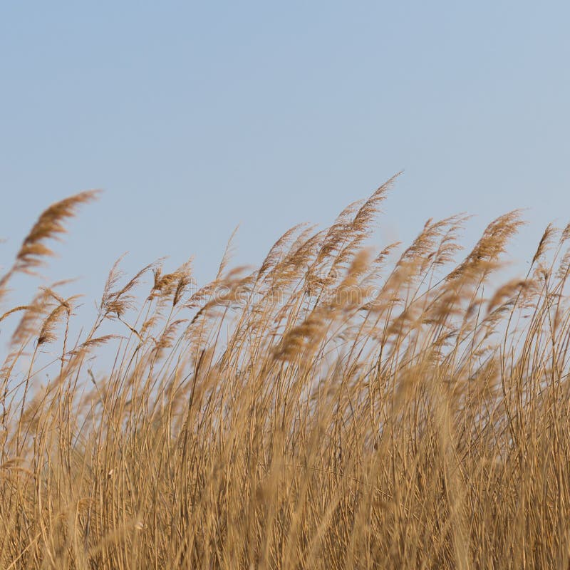 Dry Reed and Bright Blue Sky. Reed Grass Pumped by the Wind, Natural ...