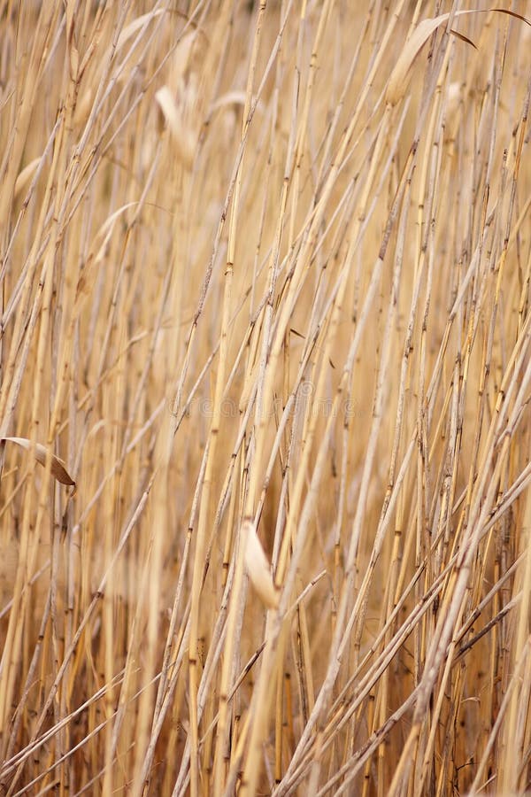 Texture yellow dry sedge stock image. Image of backdrop - 180680761