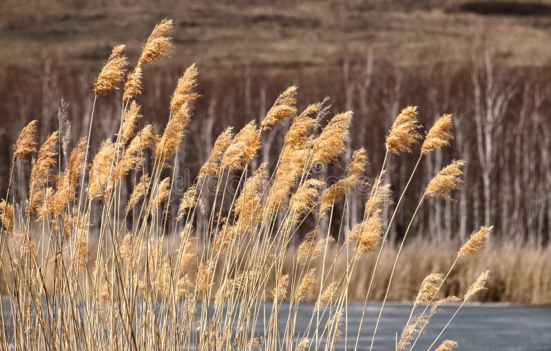 Dry reed stock photo. Image of forest, landscape, nature - 70566030