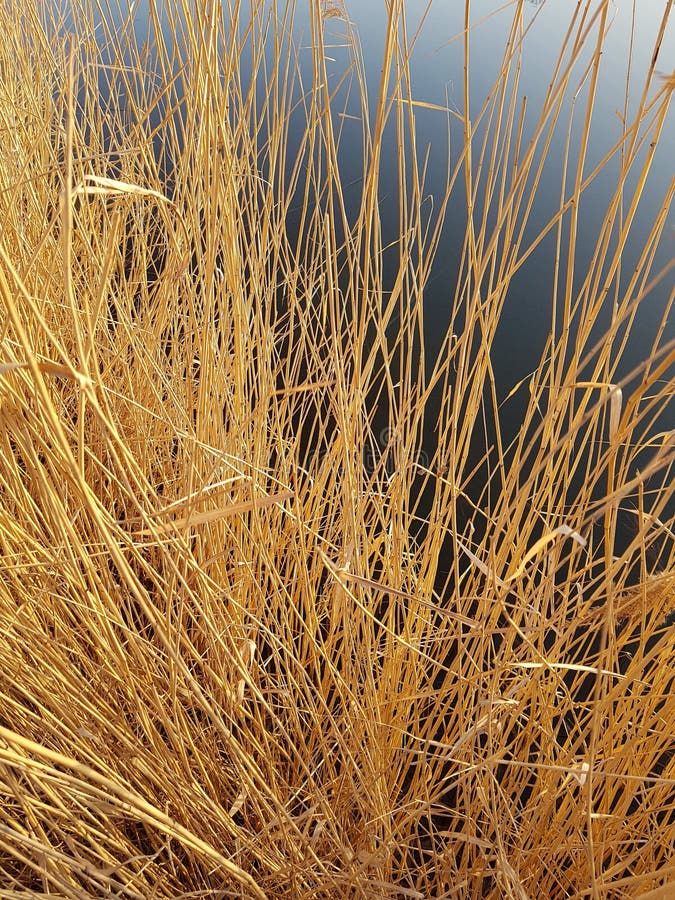 Dry reed stock photo. Image of colorful, evening, light - 139699916
