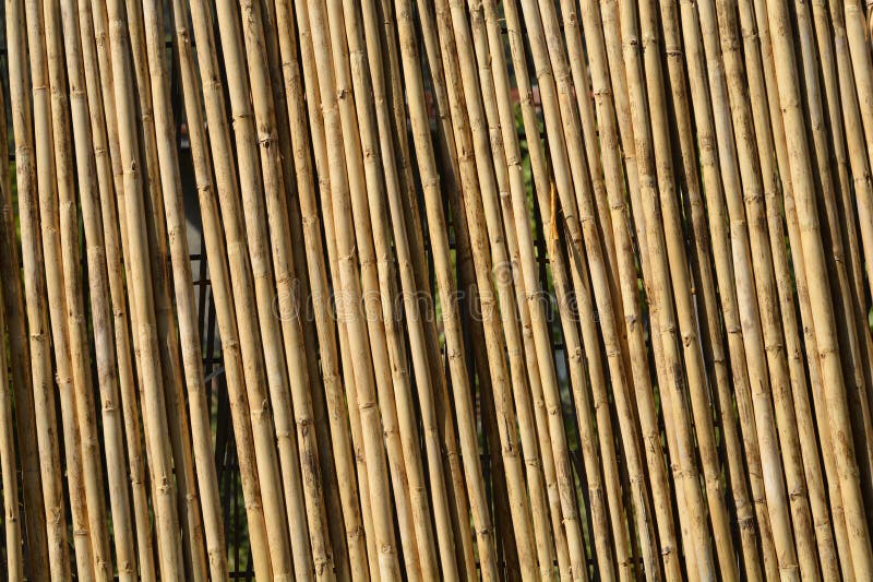 Dry reed fence stock image. Image of pattern, detail - 328643773