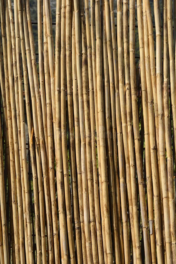 Dry reed fence stock photo. Image of organic, structure - 329737312