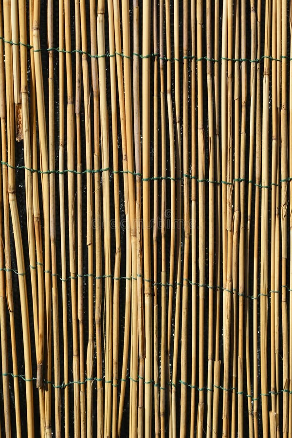 Dry reed fence stock photo. Image of outdoor, natural - 339345134
