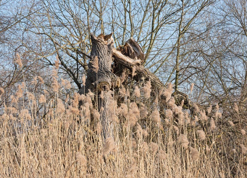 Dry Reed in Front of Dead and Broken Willow Tree Stock Image - Image of ...