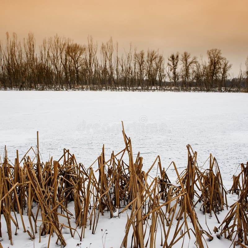 Dry Reed in the Frozen River Stock Photo - Image of white, river: 65656464