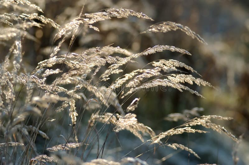Dry Reed Grass Picture. Image: 2254702