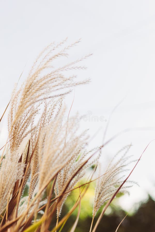 Dry Reed Grass. Beautiful Pattern with Neutral Colors Stock Photo ...