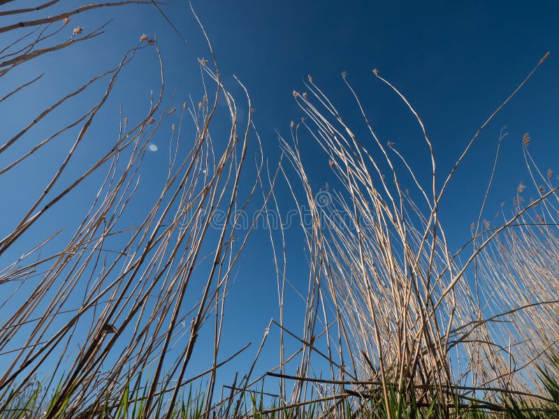 Dry Reed Grass and Deep Blue Sky Stock Image - Image of grass, deep ...