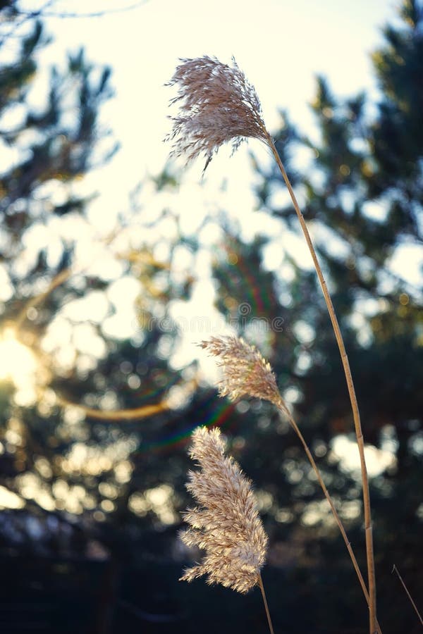 Dry Reed Grass in Forest with Amazing Sunlight Stock Image - Image of ...