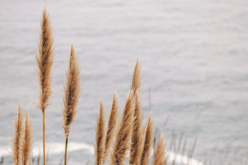 Dry Reed Grass Over the Ocean Background Stock Photo - Image of ...