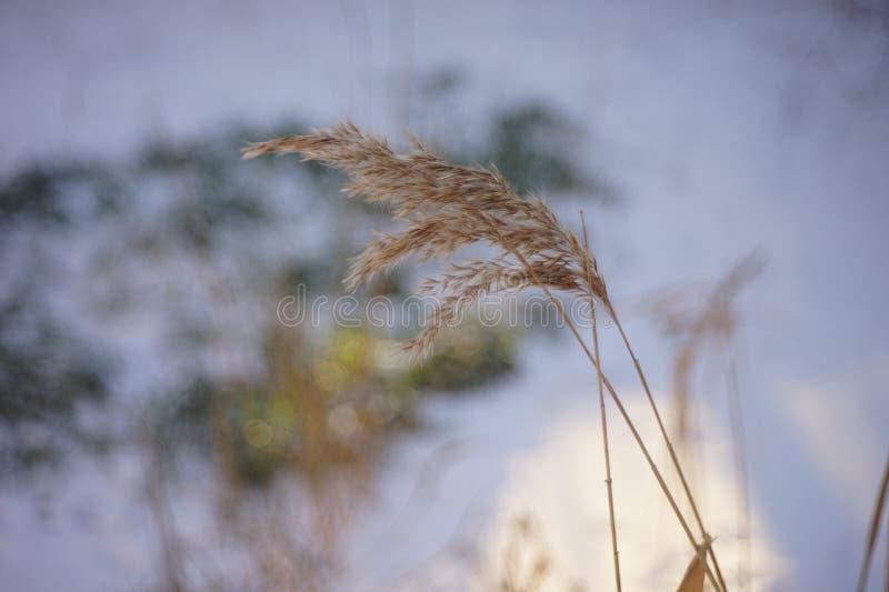 Dry Reed Grass in Snowy Meadow Stock Photo - Image of landscape, field ...