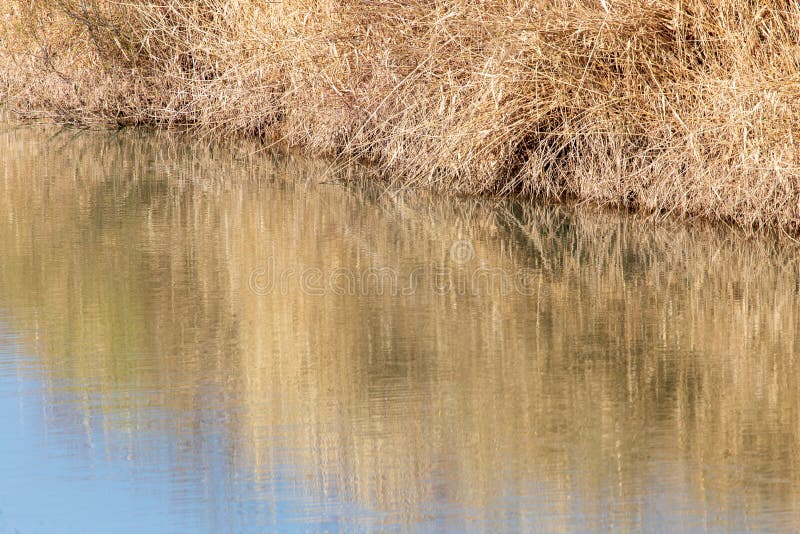 Dry Reed Grows on the River Bank Stock Image - Image of riverbank ...