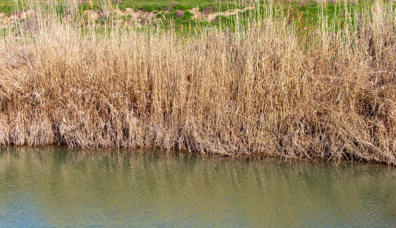 Dry Reed Grows on the River Bank Stock Image - Image of straw, floral ...