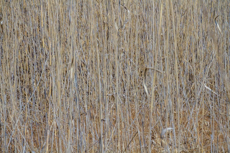 Dry Reed Image for Background Use with Copy Space Stock Image - Image ...