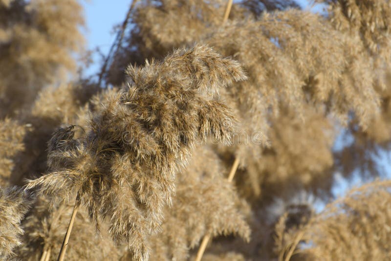 Dry Reed Inflorescences. Floristic Background Stock Image - Image of ...