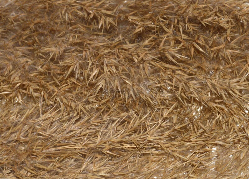 Reed Isolated on White Background Stock Photo - Image of reeds, swamp ...