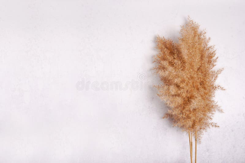 Dry Reed Isolated on White Background. Abstract Dry Grass Flowers ...