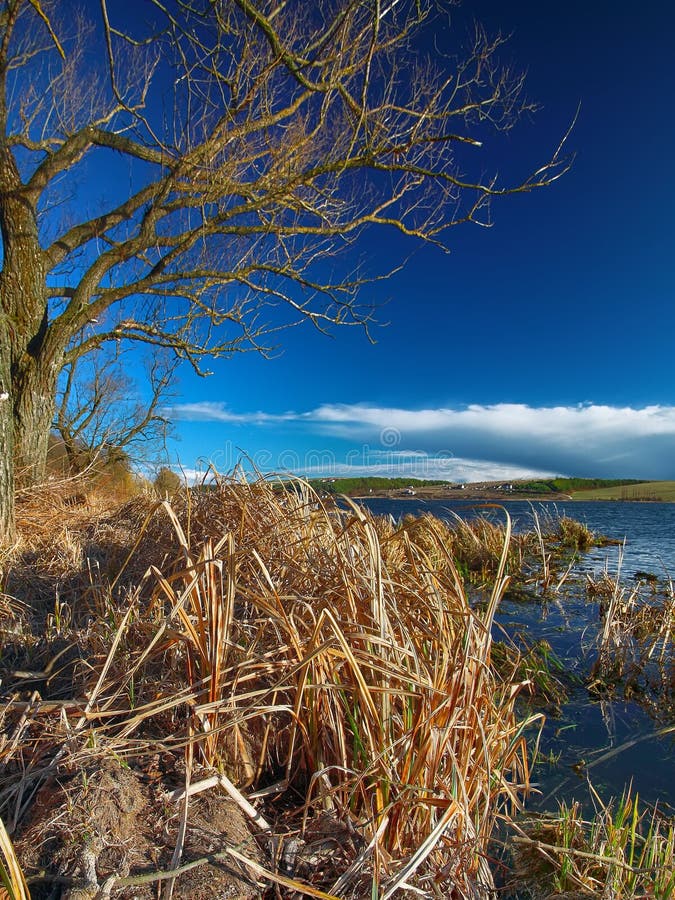 Dry reed at lake shore stock photo. Image of lifestyles - 70070304