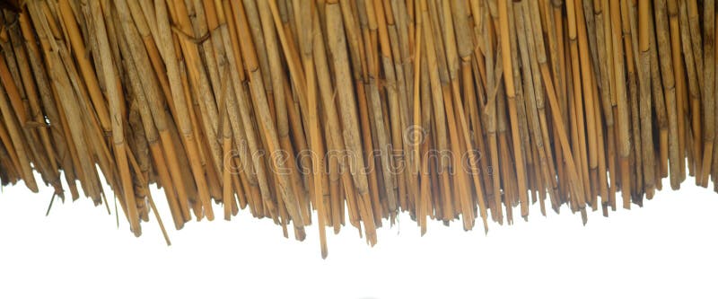 Dry reed stock photo. Image of fall, life, marshland - 36438470