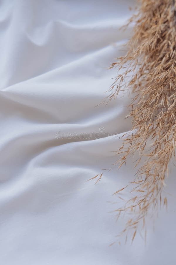 Dry Reed Plant on White Fabric Background. Stock Image - Image of ...