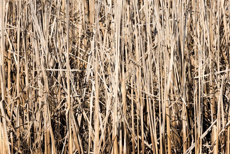 Dry reed plants stock photo. Image of bulrush, stalks - 53659010
