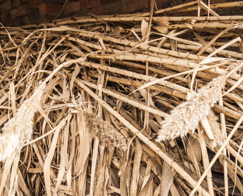 Dry reed stock image. Image of sunlight, glare, park - 51479163