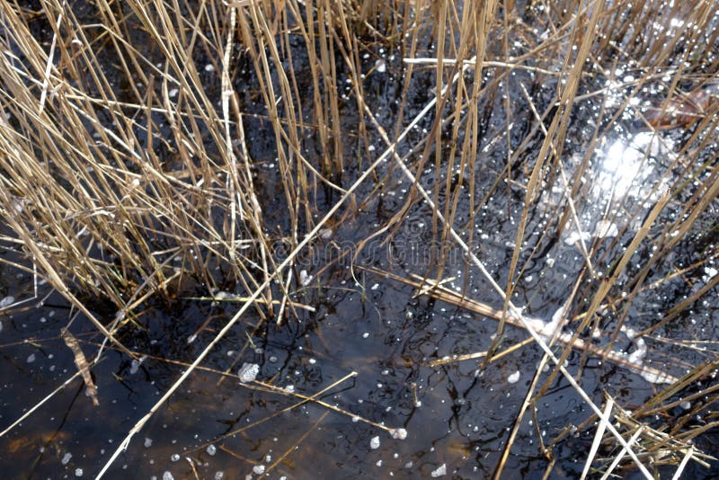 Dry Reed Reflection in Lake Water Stock Photo - Image of background ...