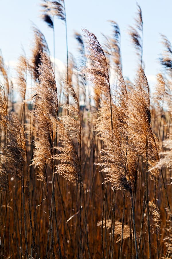 Dry reed stock image. Image of summer, sunset, bulrush - 72841955