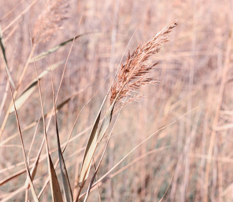 Dry reed pattern stock photo. Image of wallpaper, reeds - 34999238