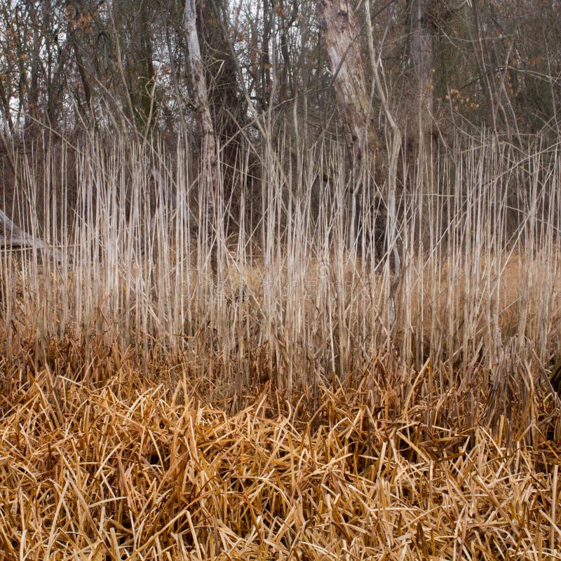 Dry reed sedge stock image. Image of brown, scenic, cane - 36953291