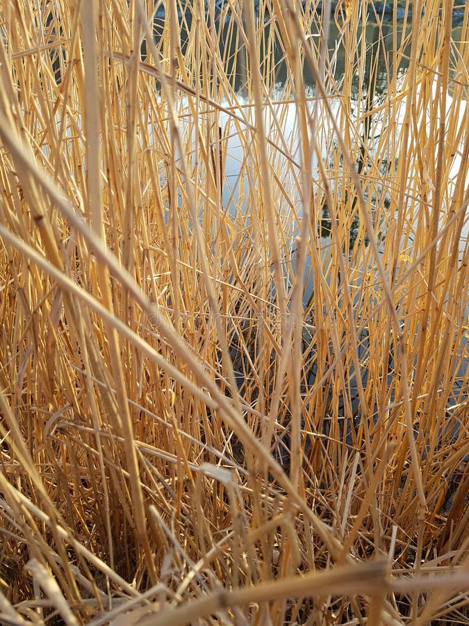 Dry reed stock photo. Image of thick, stems, often, yellow - 18669648