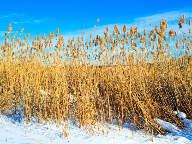 Dry reed on snow stock photo. Image of solitude, aged - 29028570