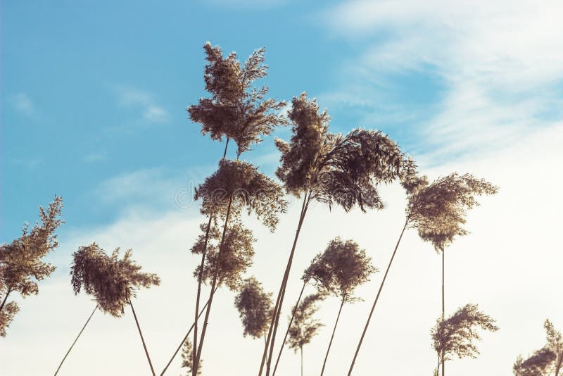 Dry Reed Stalks with the Blue Sky on Background Stock Image - Image of ...
